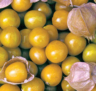 Ground Cherry, Aunt Molly's – Western Reserve Heritage Seed Co.