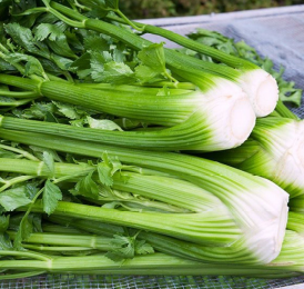 Celery, Utah Tall – Western Reserve Heritage Seed Co.