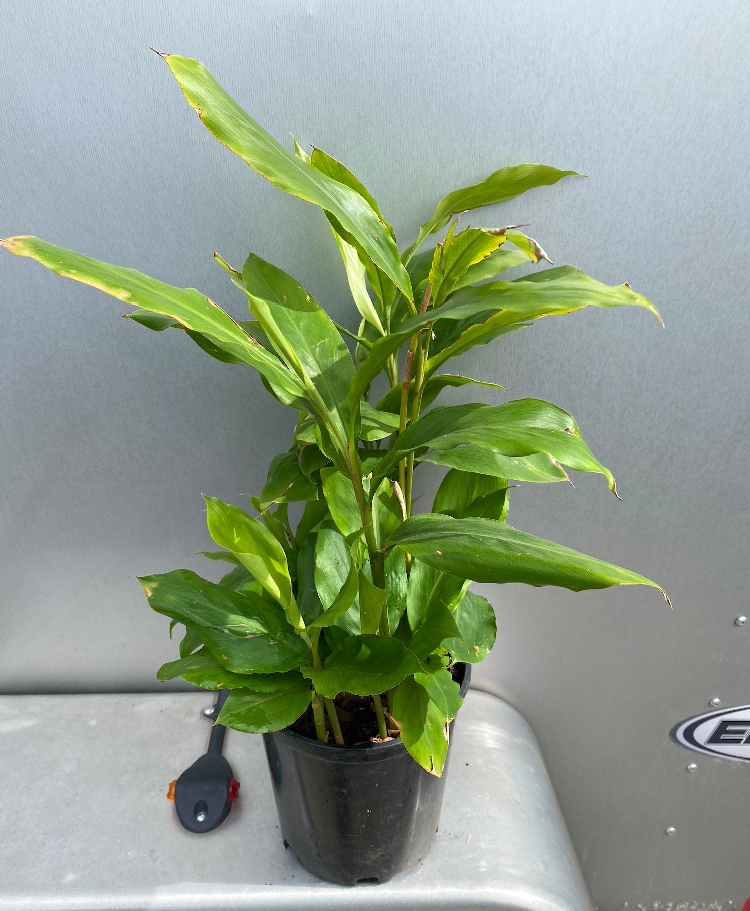 Cardamom Ginger, False Cardamom, Dwarf Cardamom (Alpinia nutans/Alpina ...